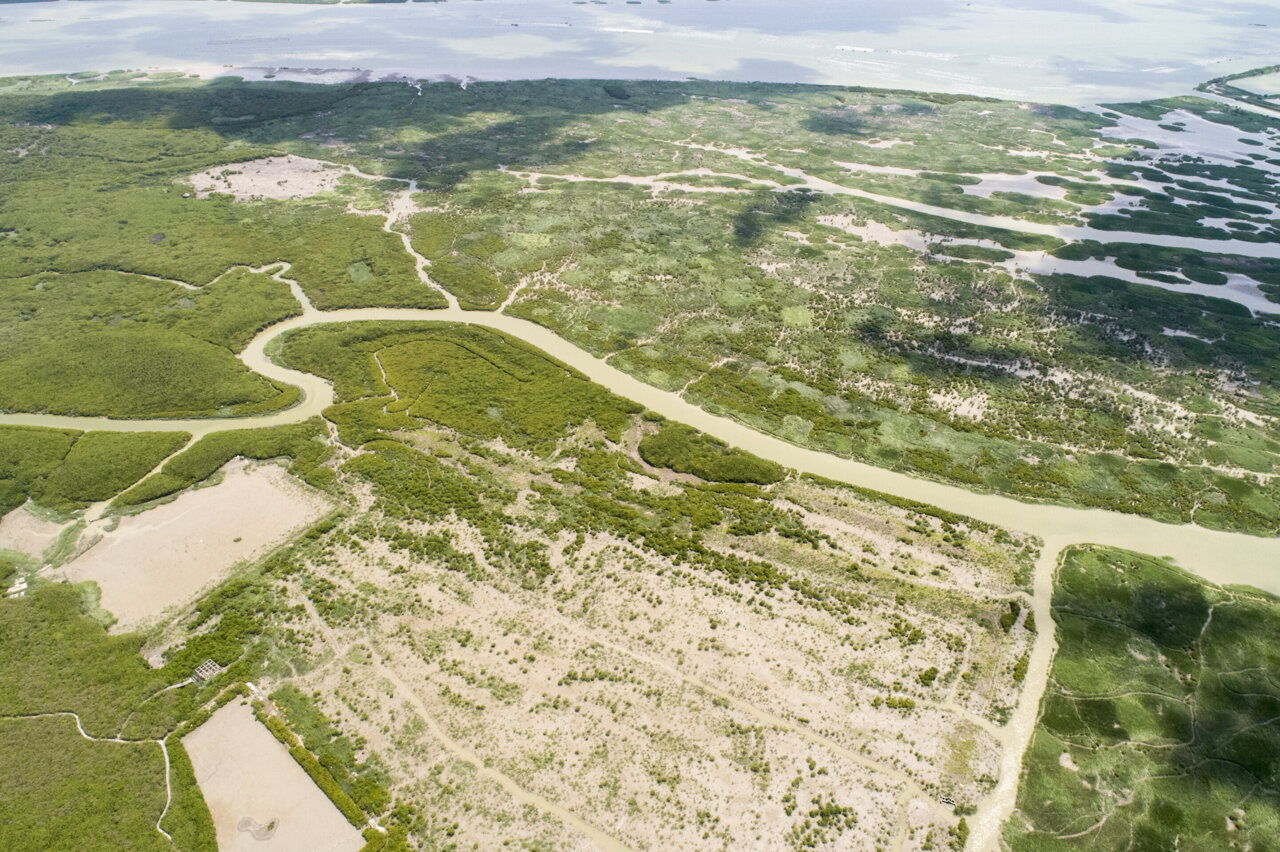 Global mangrove forests rebound, offering hopeful sign for climate and ...