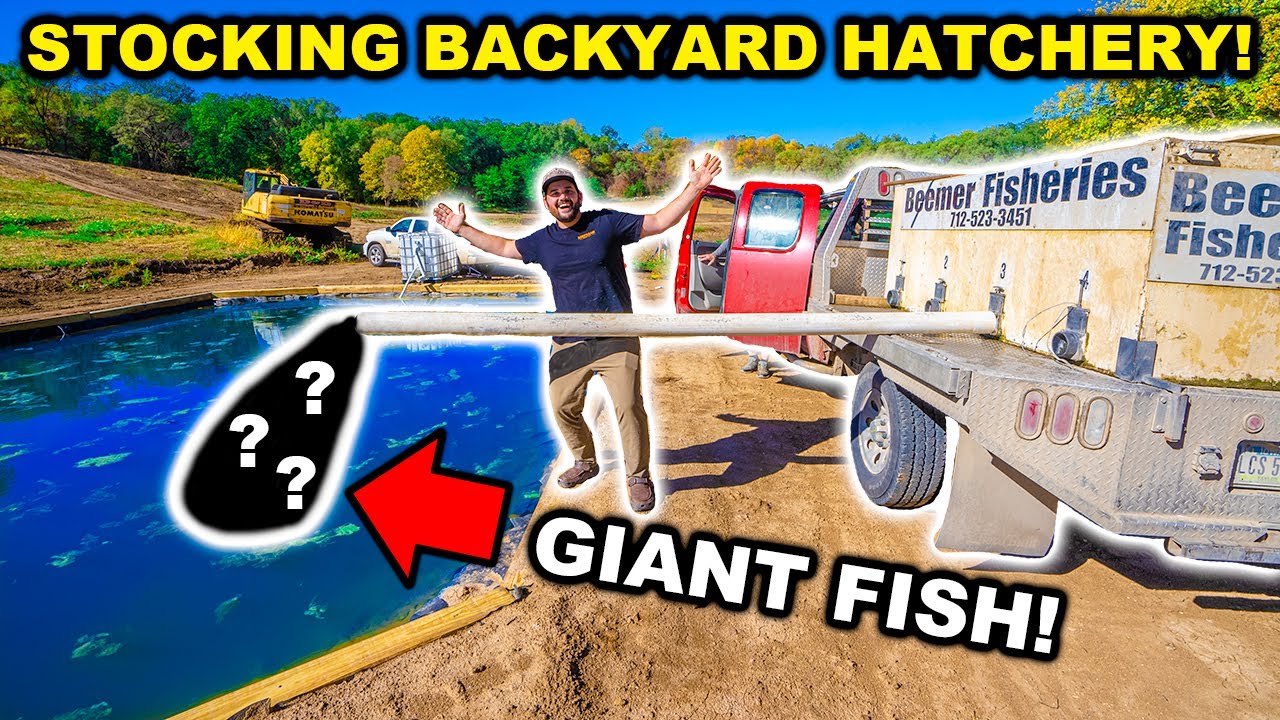 Stocking giant fish in my backyard hatchery