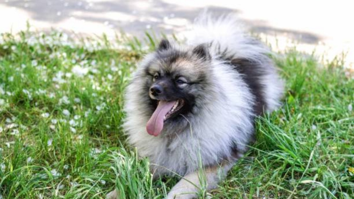These Dog Breeds Thrive in Family Homes and Love Being Around Kids ...