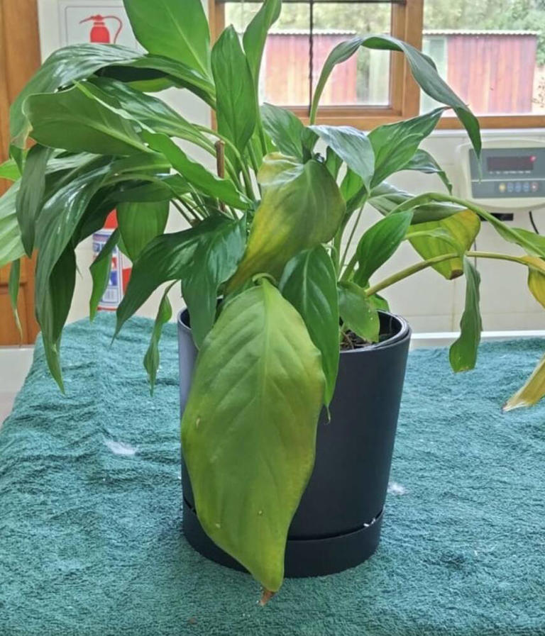 Vets confused by woman holding a plant — then they see an endangered ...