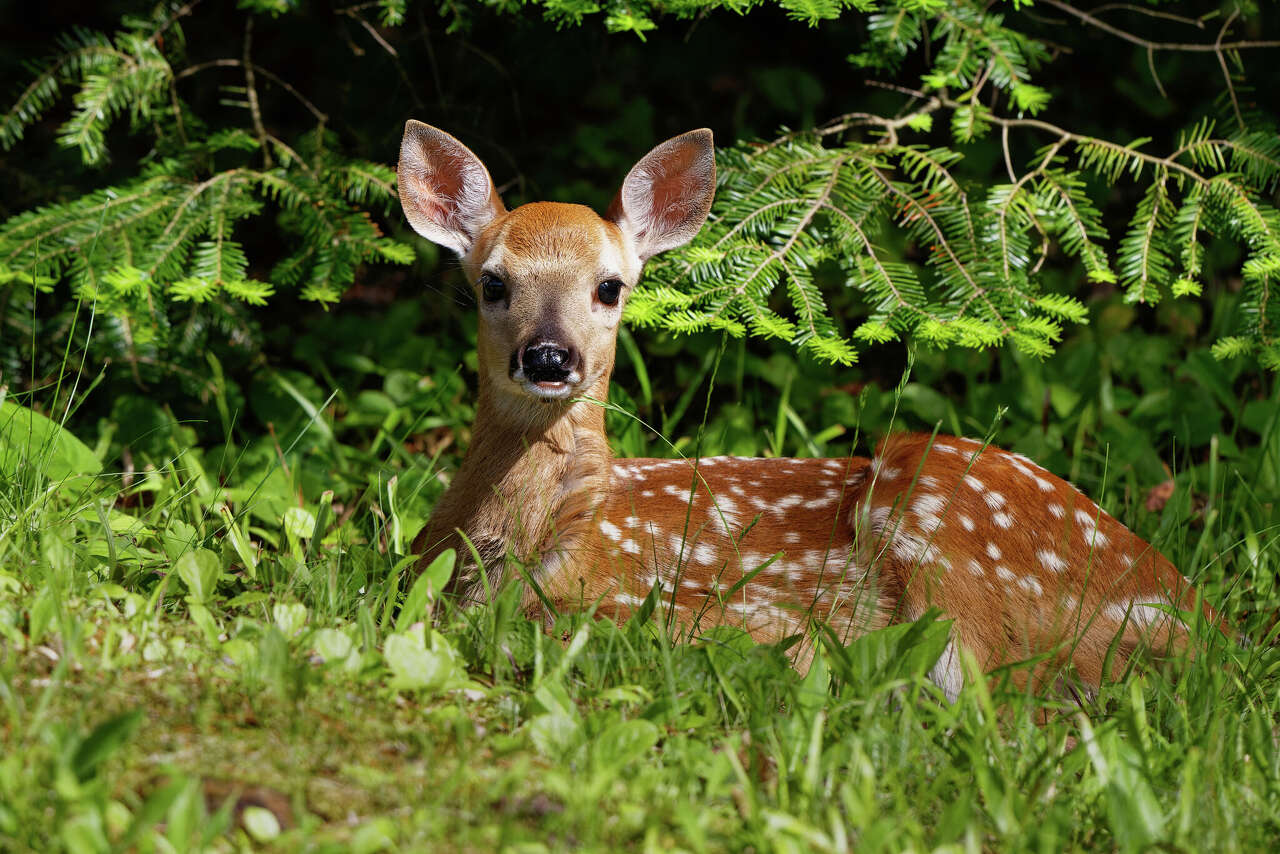 Michigan troopers, deputies rescue fawns during annual season