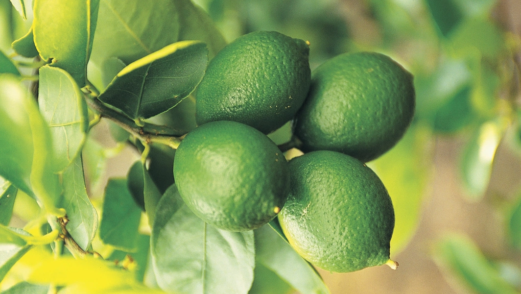 6 unique lime varieties from around the world