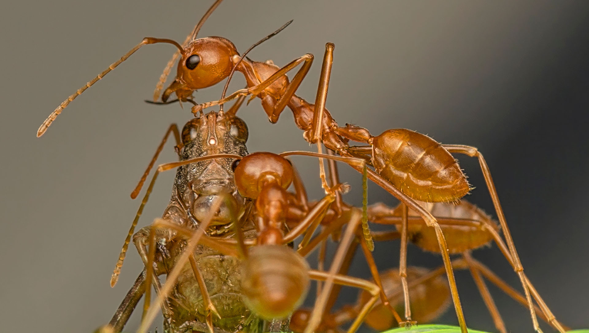 Tiny ants just proved they're better at teamwork than humans ever were