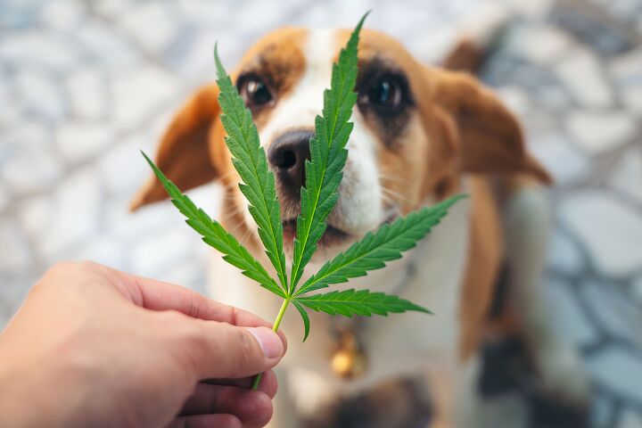 Cannabis toxicity in pets is on the rise