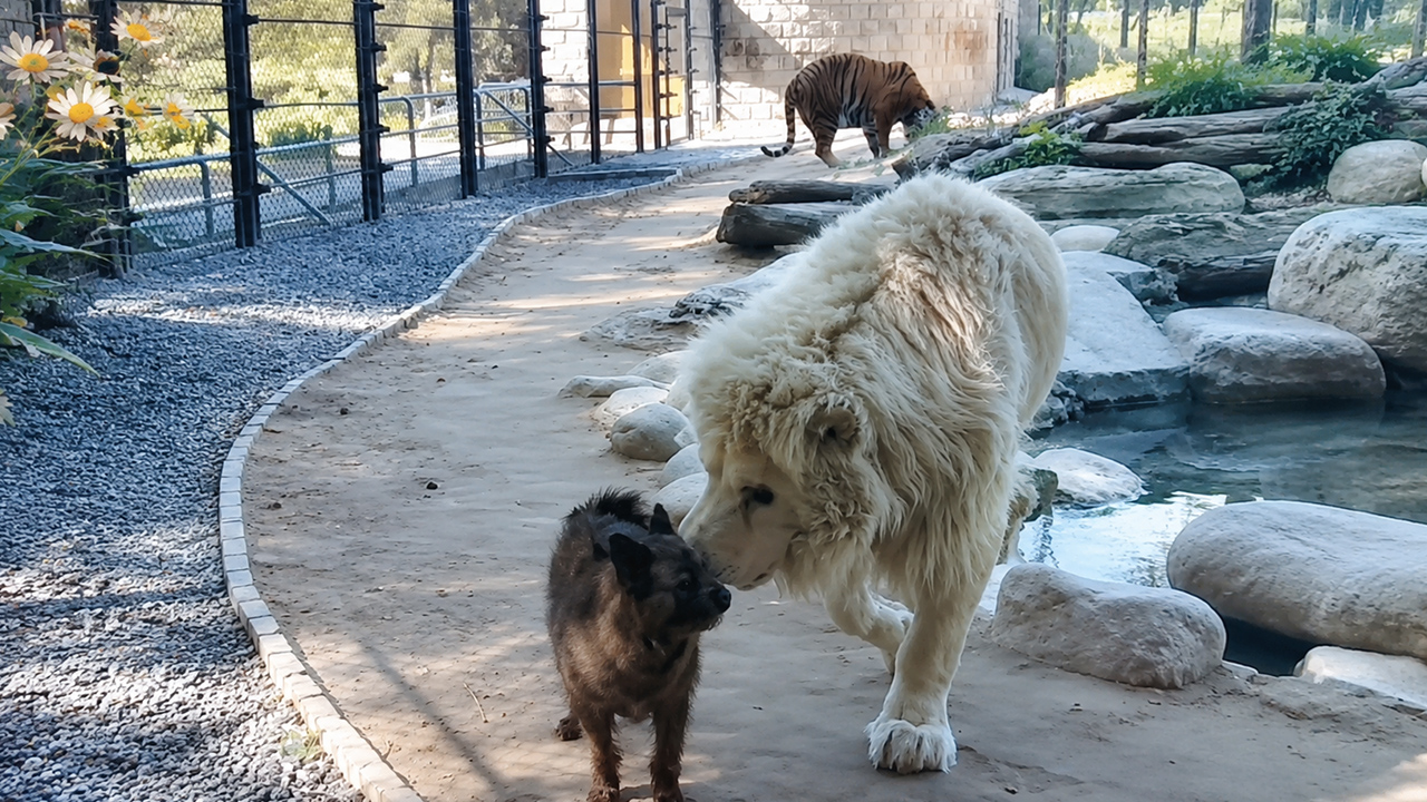 Watch the emotional moment between a dog and a lion at the zoo
