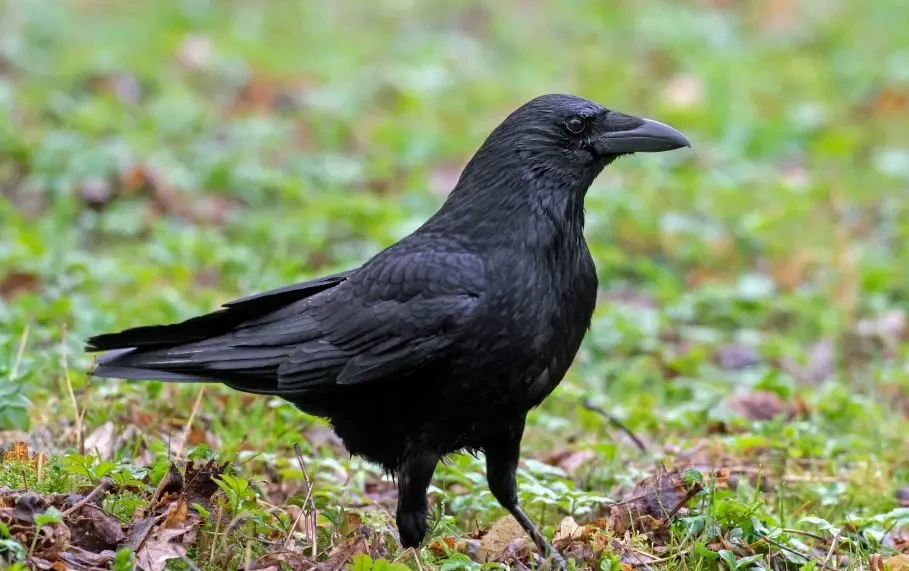 Rescued crow’s friends shower Canadian woman with gifts