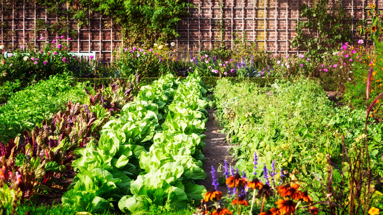How the Carrot Common rooftop is feeding its community