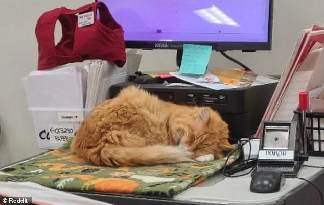 Outcry after CVS bosses ban cat called Nutmeg from 'retiring' in ...