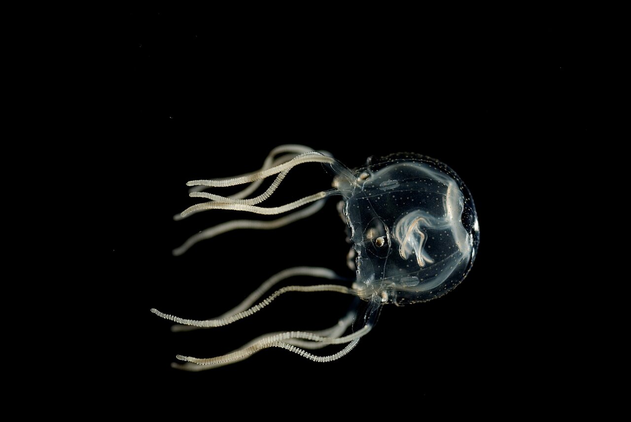 Why jellyfish can't rise to the surface