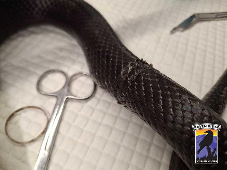 Wildlife center rescues snake found with plastic ring wrapped around body