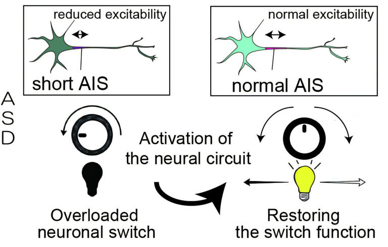 Activating specific neural circuits rescues autism-like behaviors in ...