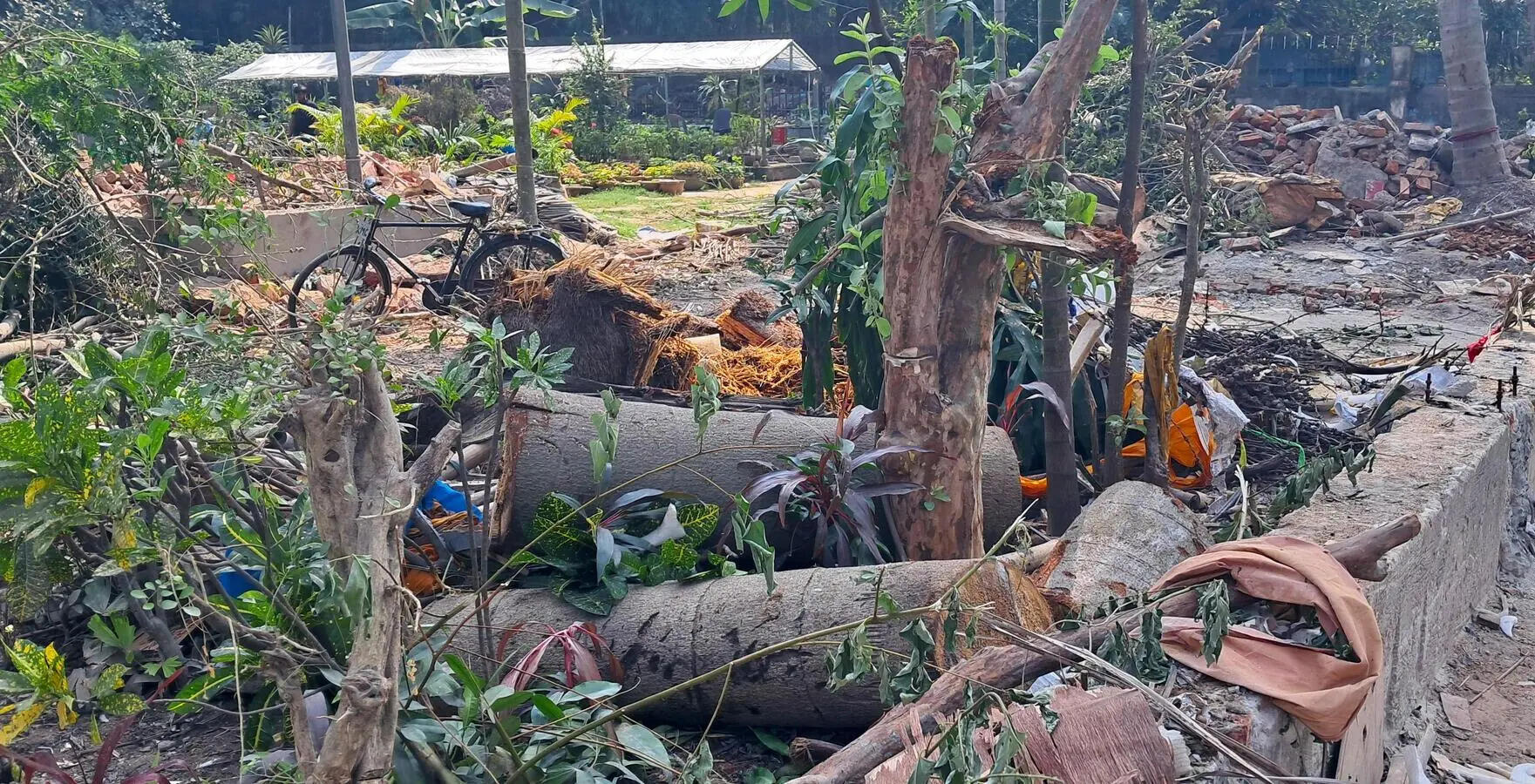 Assam lost nearly 3.6 sq km of tree cover since '01: Global study