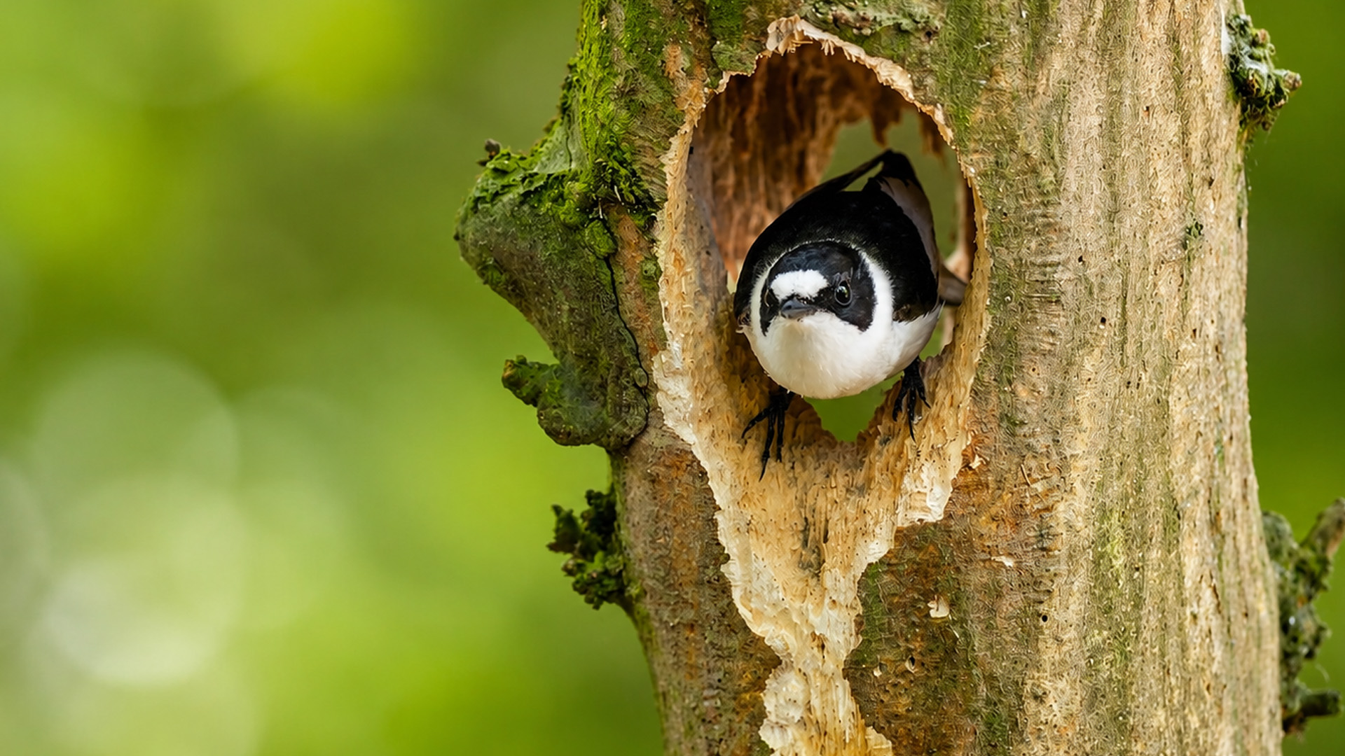 A curious bird peeks out from its woodland shelter