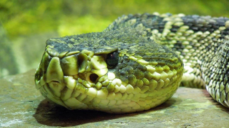 A fungus with a 40% kill rate is spreading through snake dens