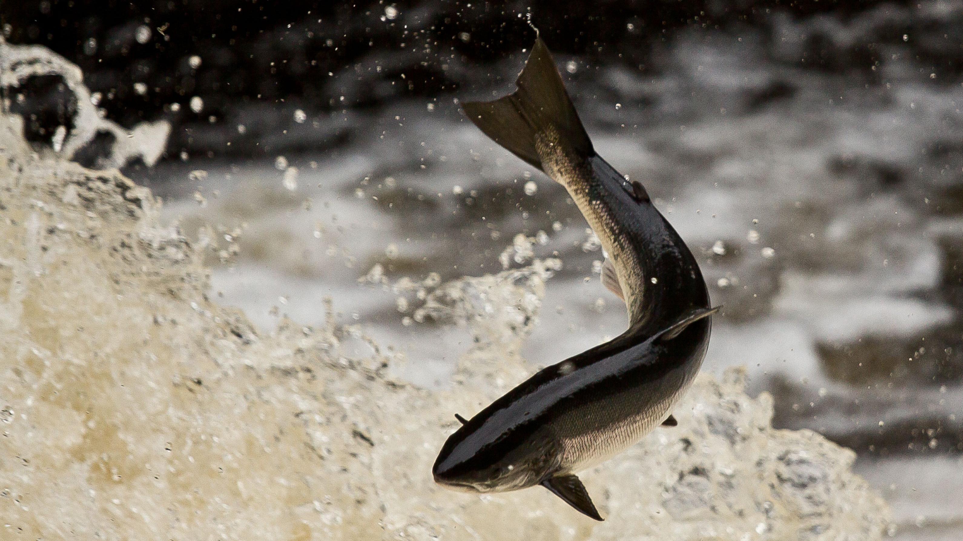 More than 20,000 fish killed after river polluted