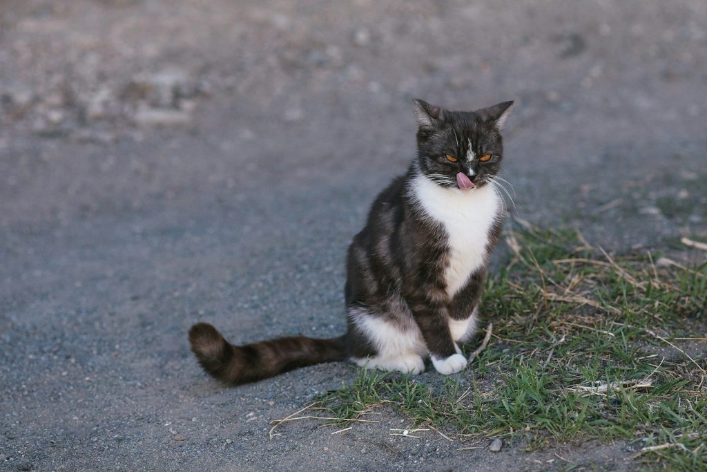 How does a two-legged cat walk so easily?