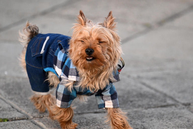 Westchester County urges rabies vaccinations for pets