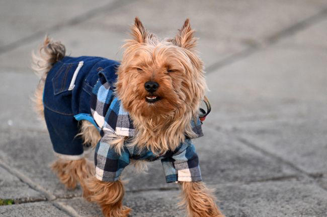 Westchester County urges rabies vaccinations for pets
