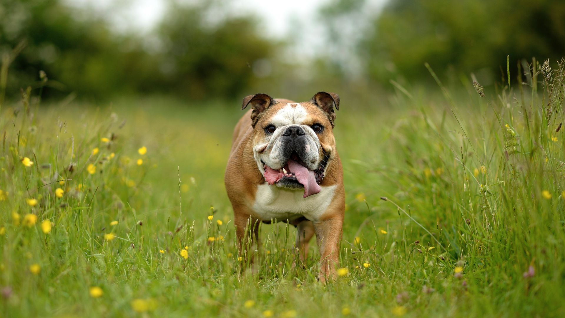 Fascinating facts about American bulldogs