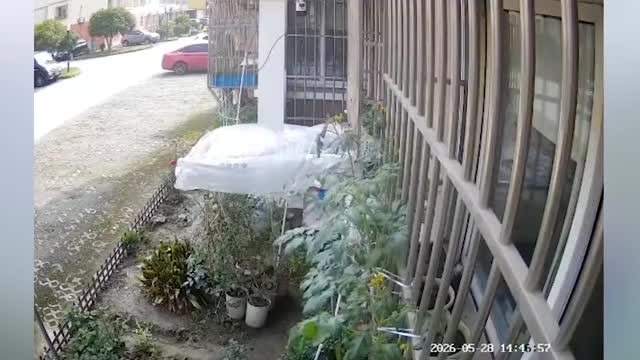 Air-con engineer plunging from second floor saved by vegetable patch