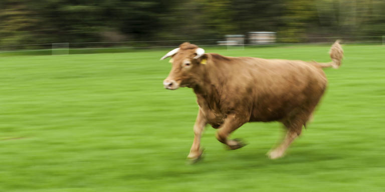 Ausgebrochen: Stier attackierte Bauern (65)