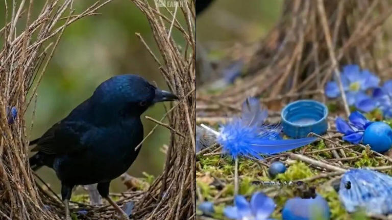 Nature’s greatest romantics: 5 animals that build, dance, decorate to ...