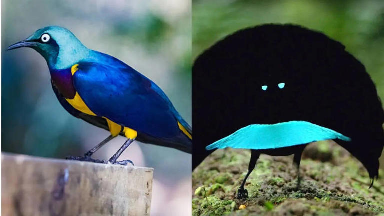 Nature’s greatest romantics: 5 animals that build, dance, decorate to ...