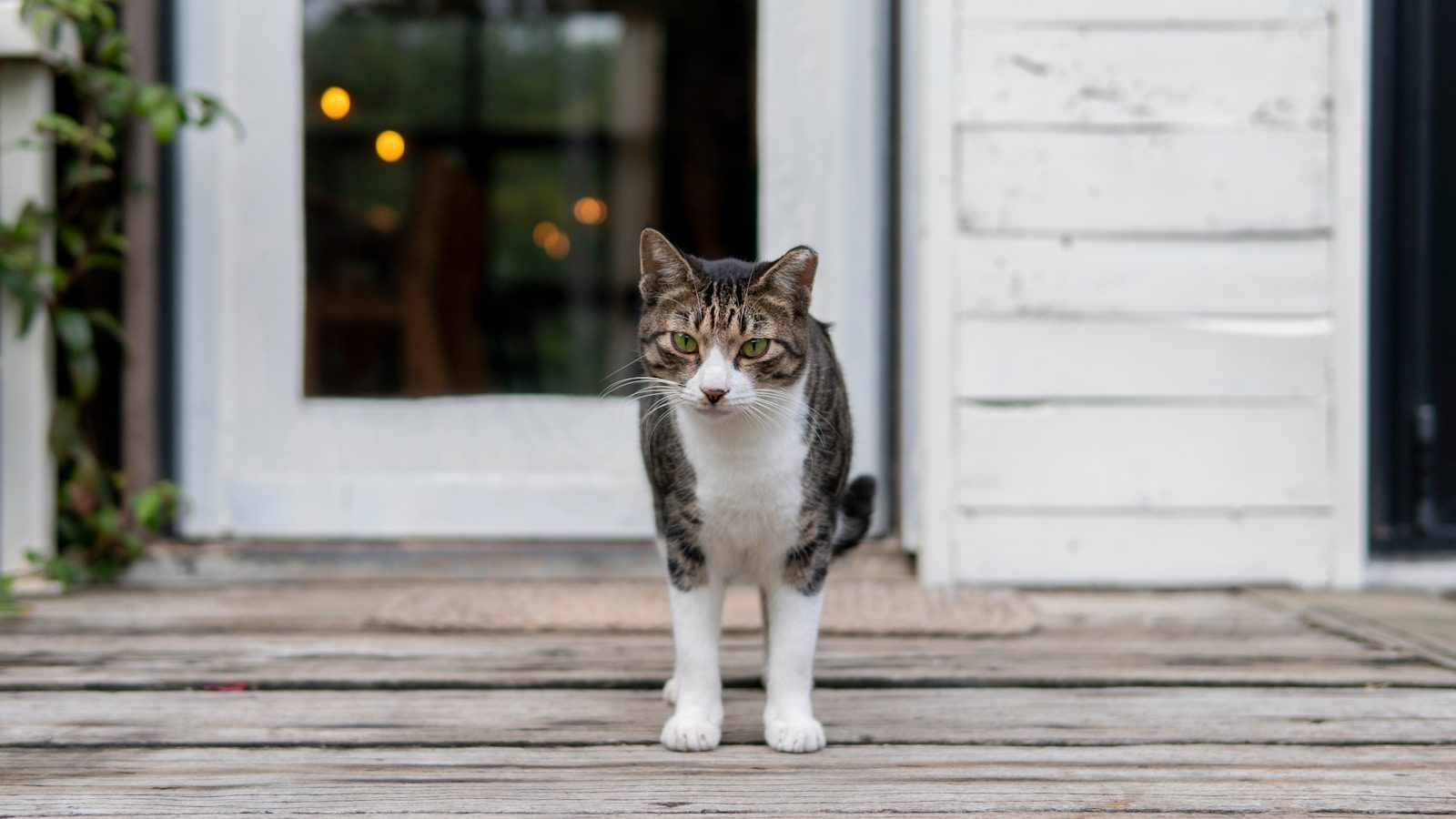 How does a two-legged cat walk so easily?