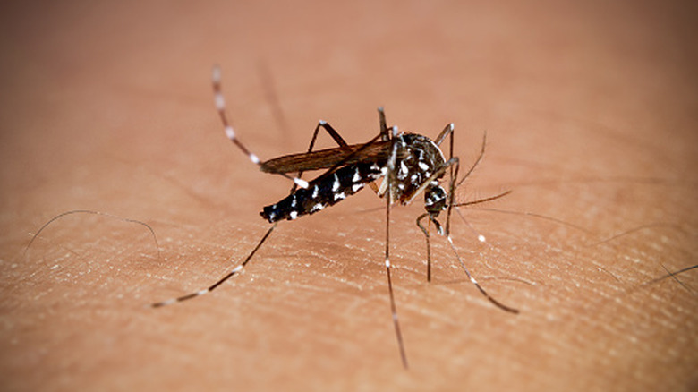 DIY AI laser system wipes out every mosquito in engineer's home