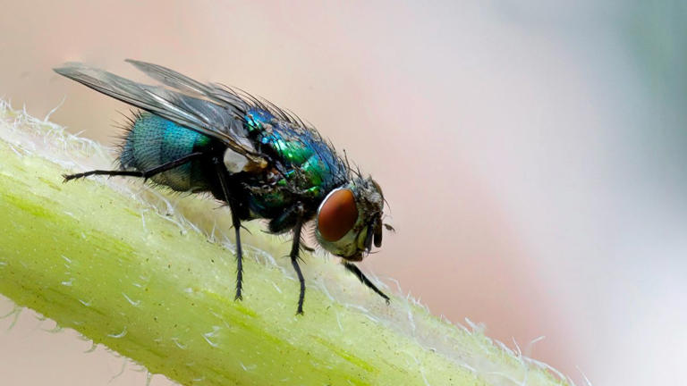 Flesh-eating insect found in Texas after Trump official warned 'threat ...