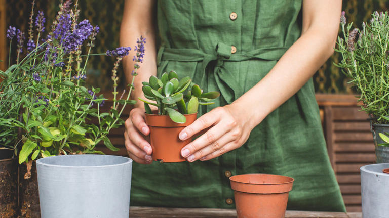 How to turn a simple jade tree into a beautiful & sculpted statement piece