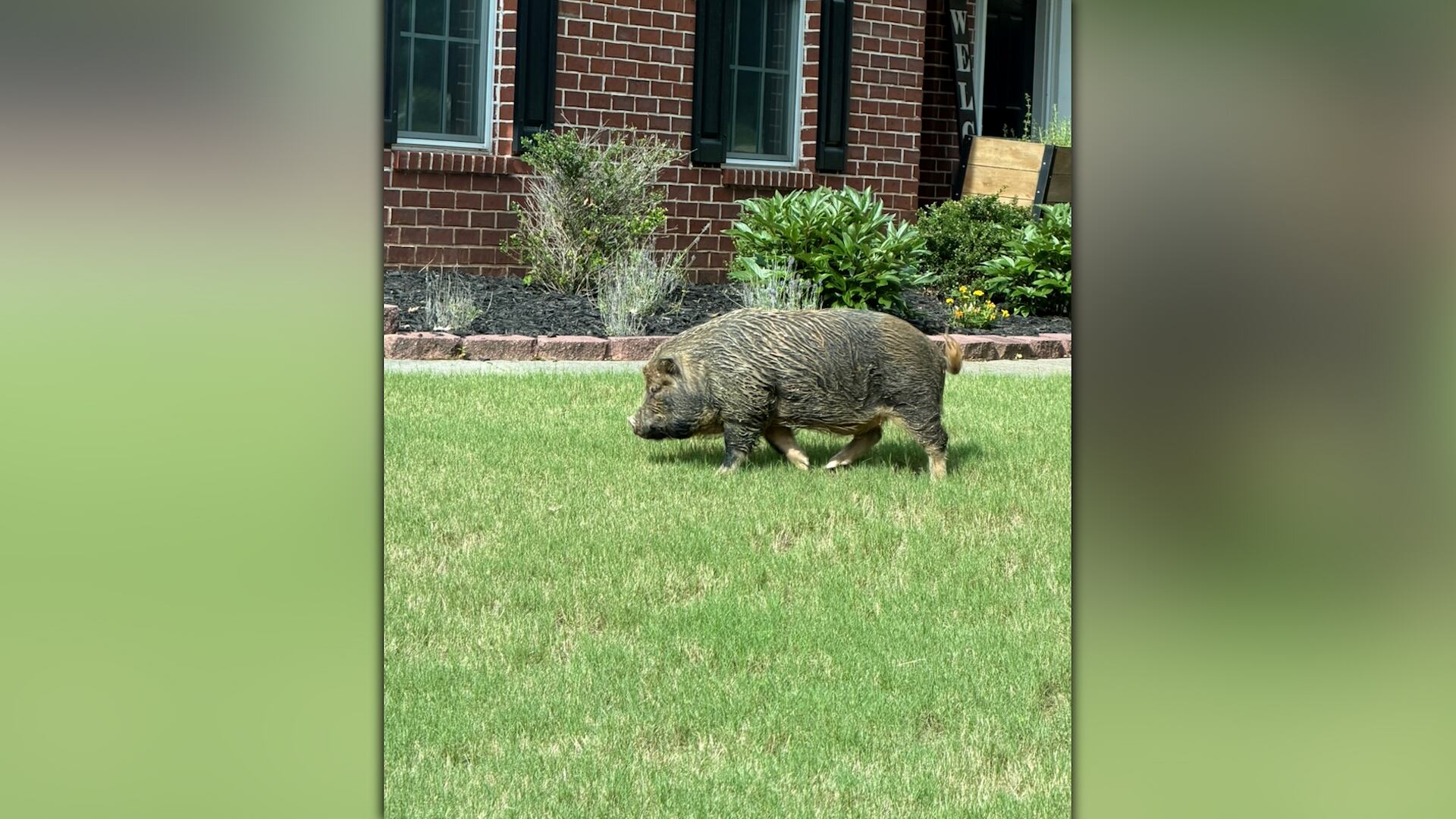 Mysterious roaming pig gains legend status in Atlanta