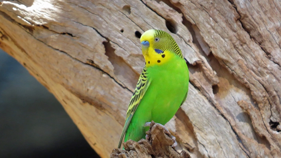 10 friendly pet birds that enjoy human interaction