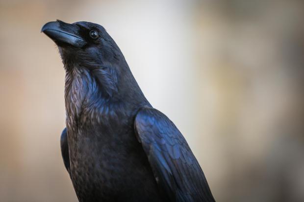Wild bird shot dead in 'distressing incident' as police launch probe