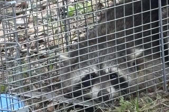 Trap meant for feral cat catches 30-pound raccoon so obese he had to ...