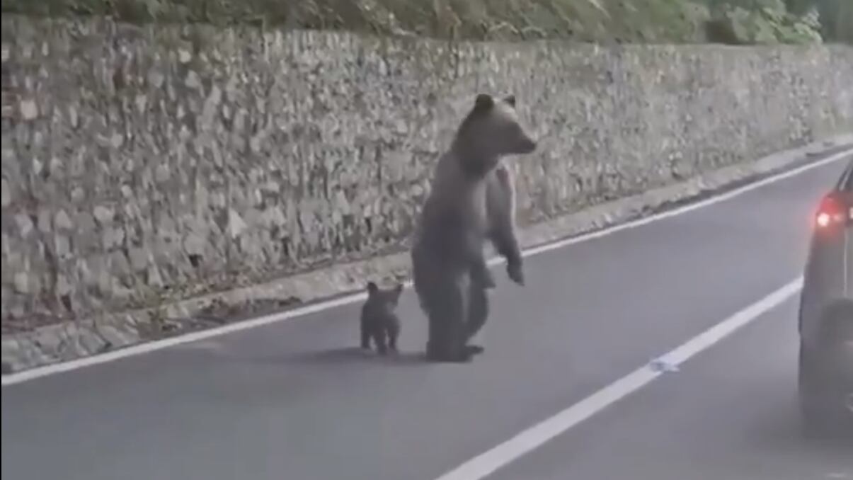 Horror moment bear mauls tourist and tries to drag him out of car