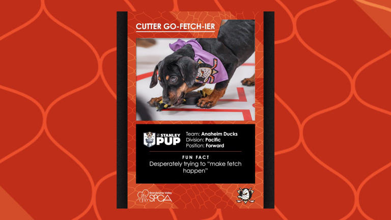 Local shelter dogs to face off on the ice for NHL's Stanley Pup