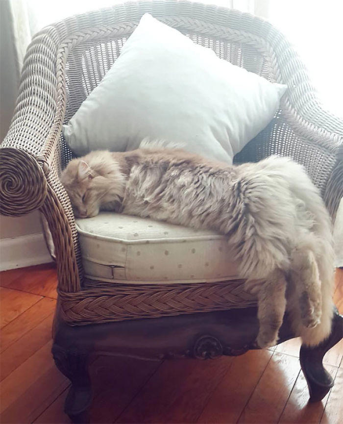 51 massive Maine Coon cats known for being huge softies