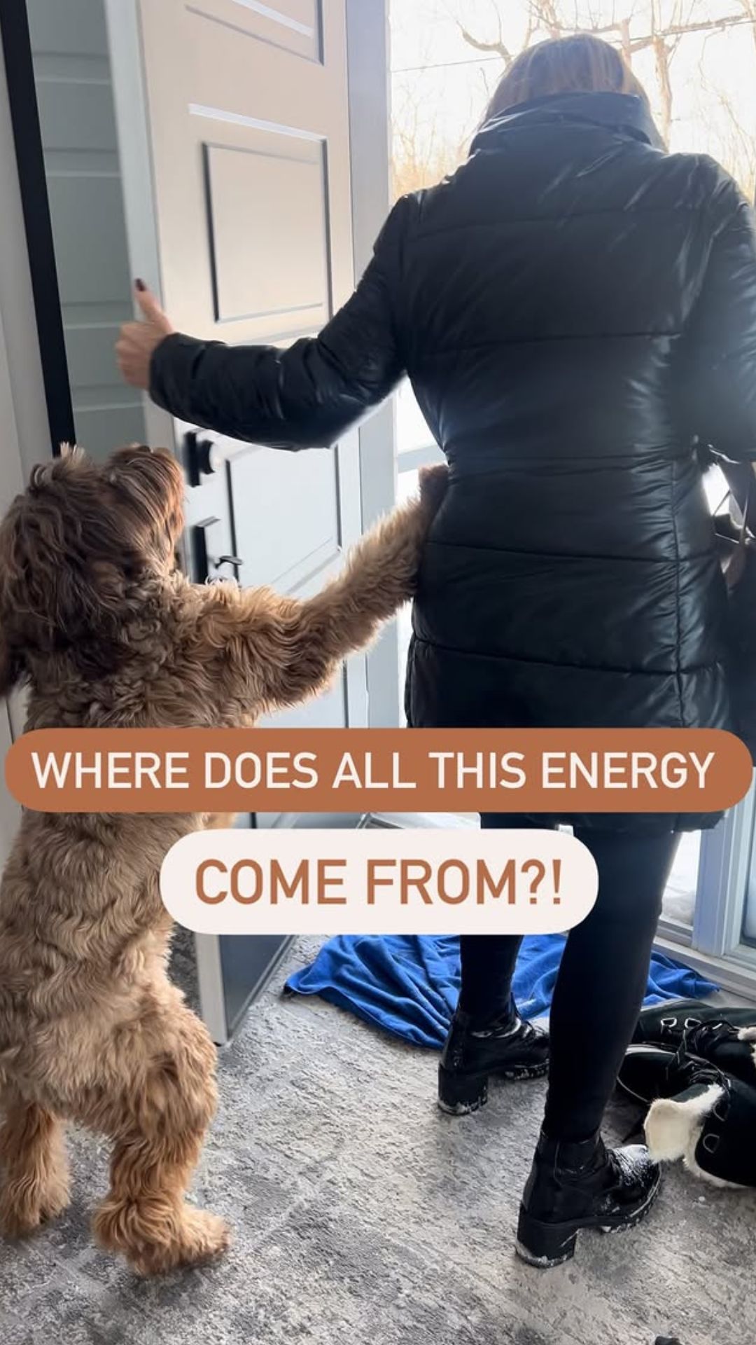 Funny dog videos: Maximum energy mode activated