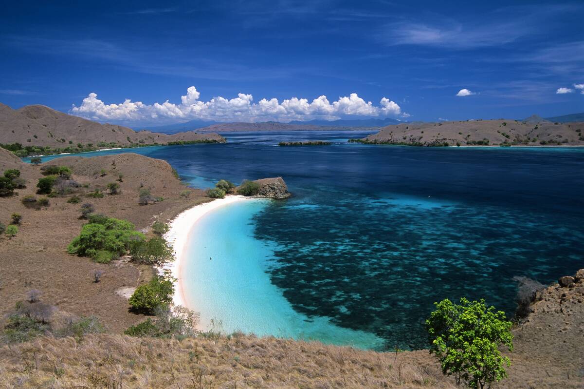 Inside the life of the Komodo dragon, the world's largest lizard