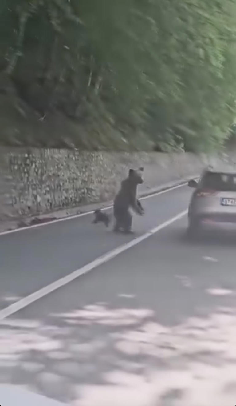 The heart-stopping moment a bear attacks tourist who made foolish ...
