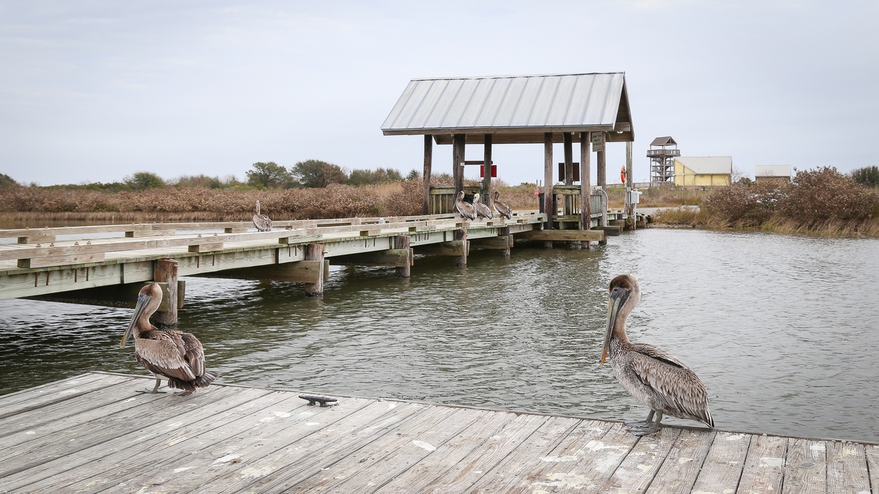 Highway 1 dead-ends here and Louisiana’s only barrier island is worth ...