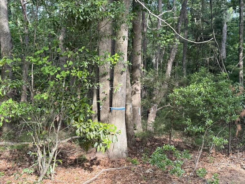Charleston board approves developer’s request to cut down 32 trees for ...