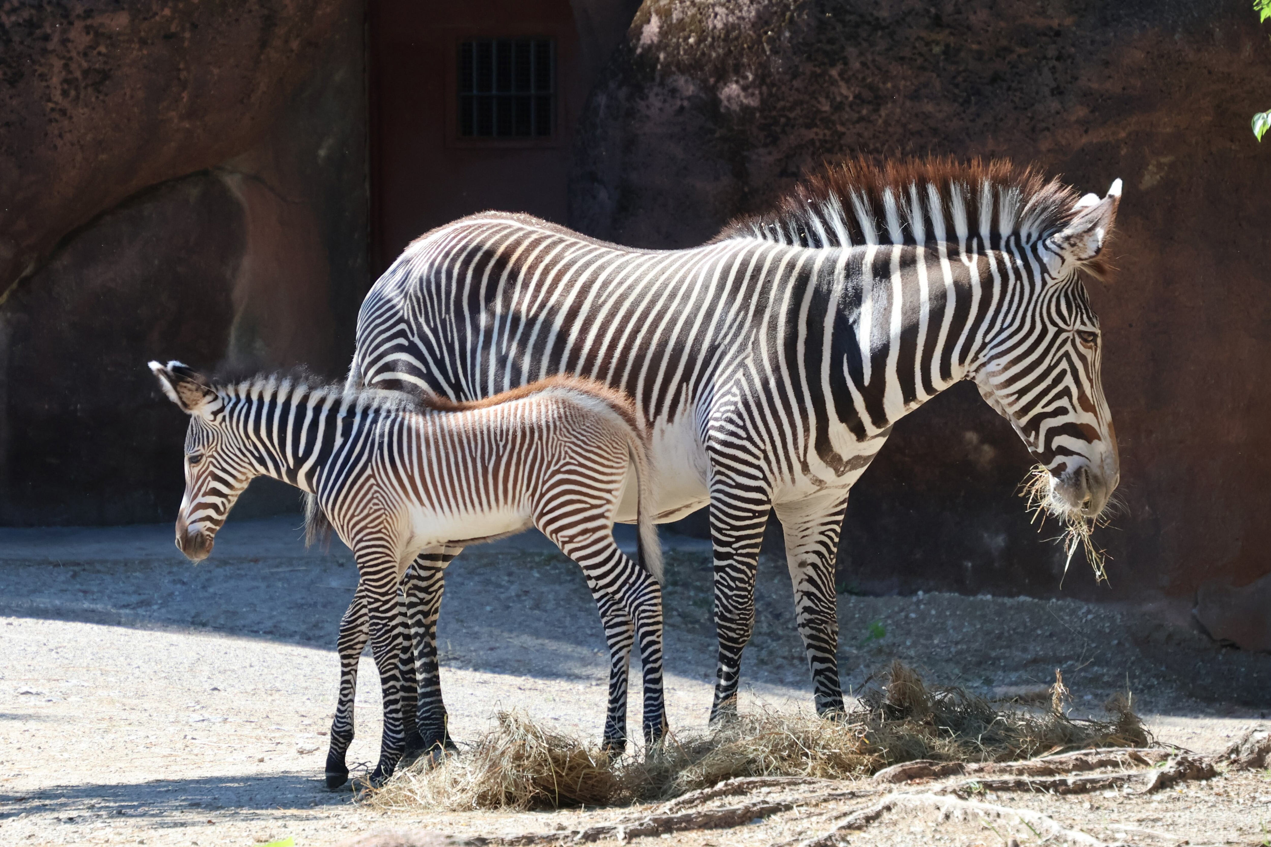 Saint Louis Zoo announces birth of Grevy’s zebra