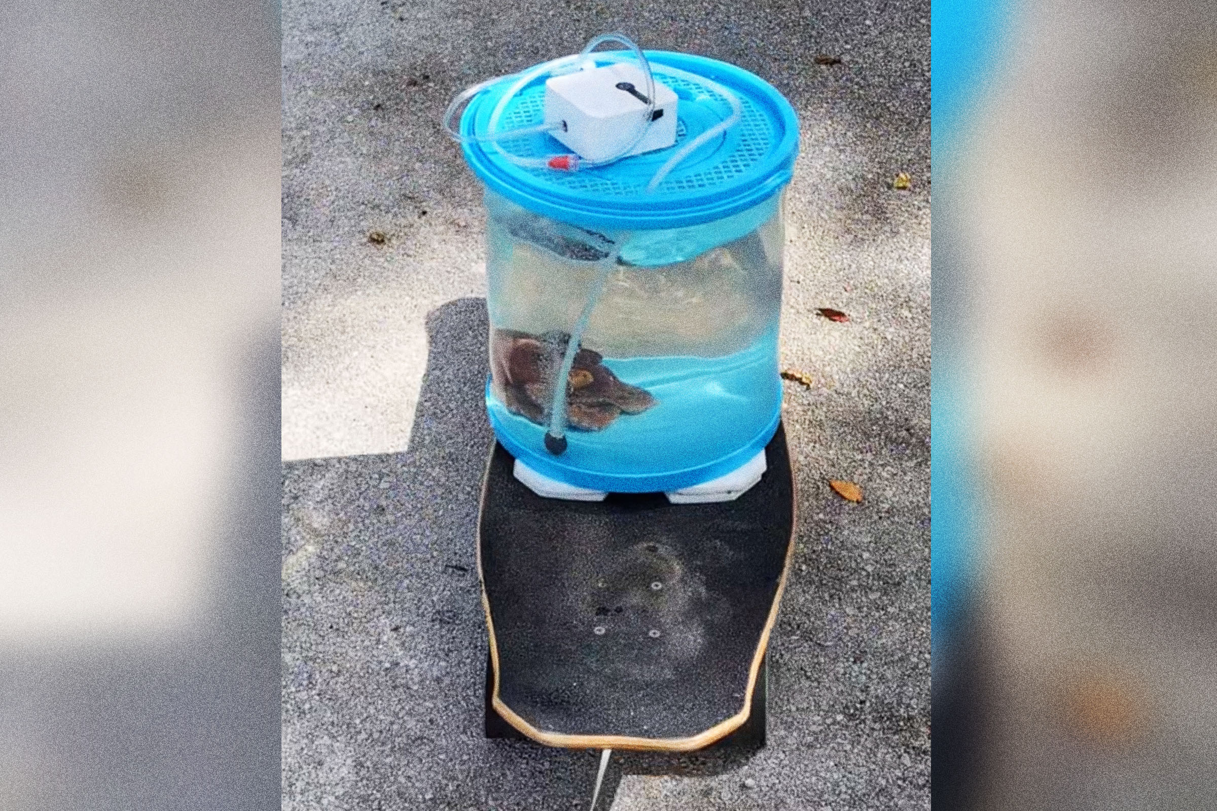 We are intrigued by this man taking his pet octopus for a walk around ...
