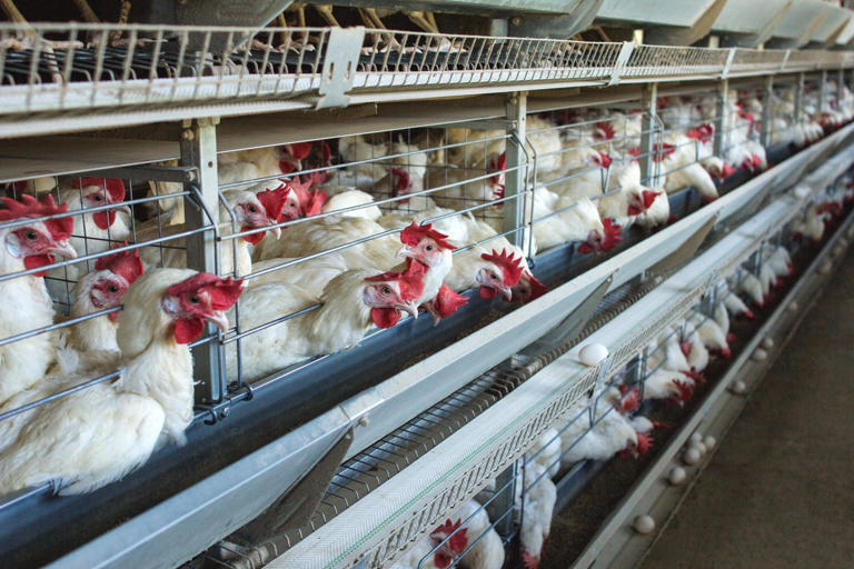 The science of eggs – and why you’ve been buying the wrong ones