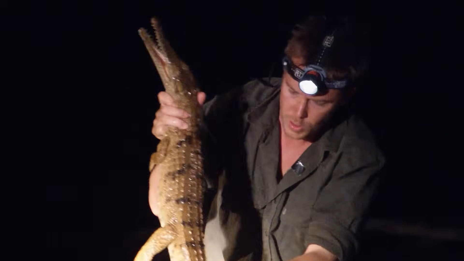 While the world sleeps, these silent animals fight battles almost no ...