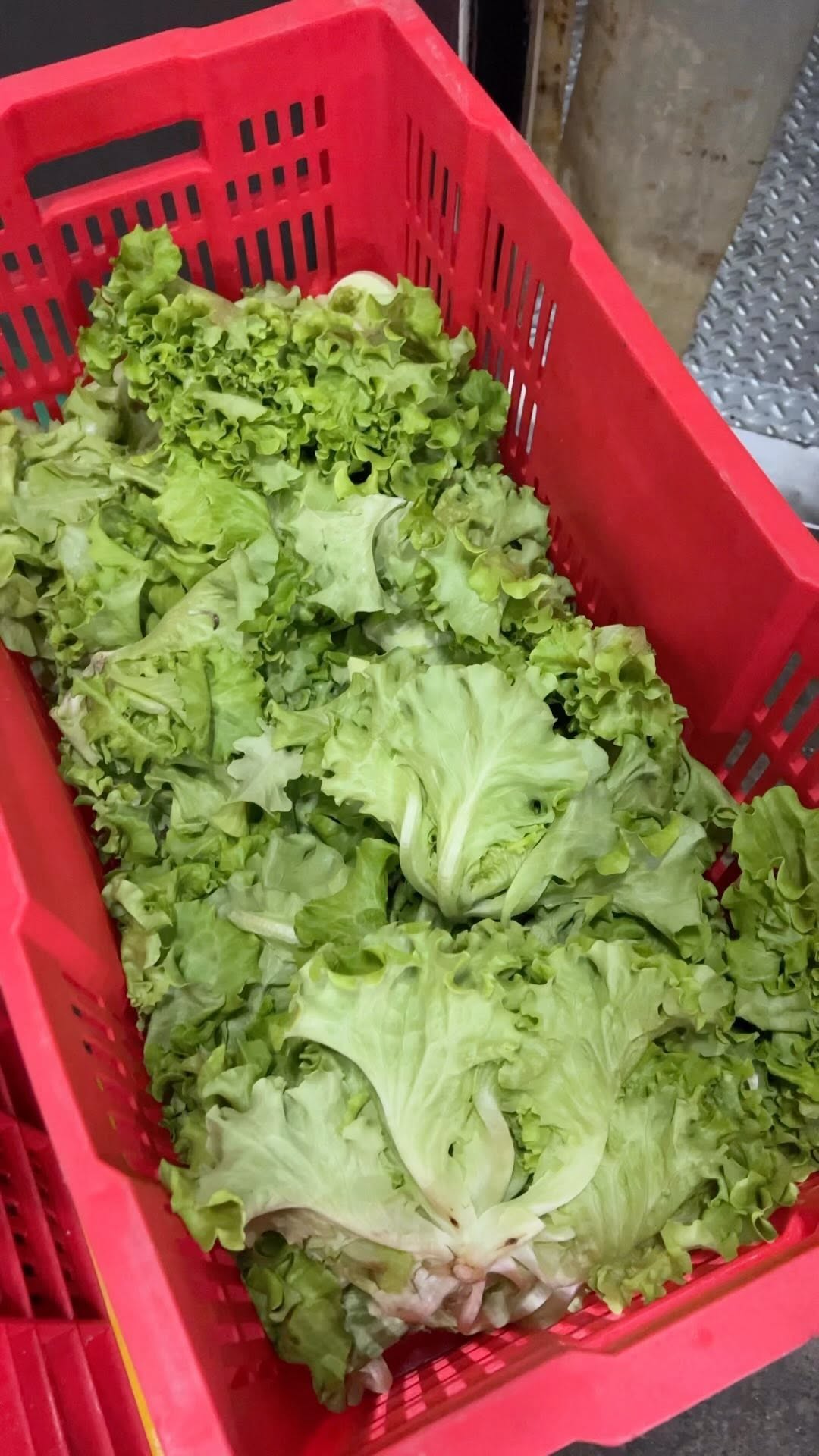 Fresh produce straight from our KING Tower farm