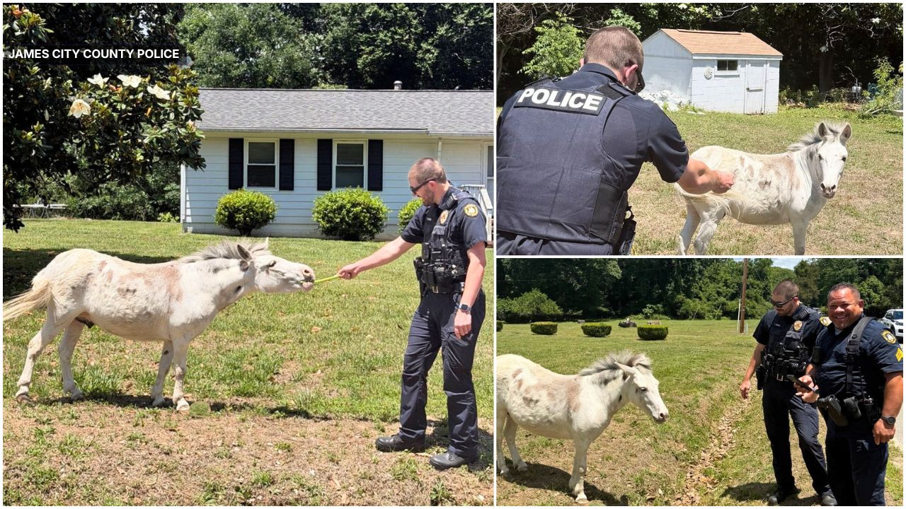 Call about runaway white horse leads officers to 'very determined ...