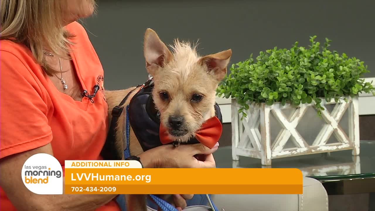 Pick of the litter: Meet Happy and find your new best friend